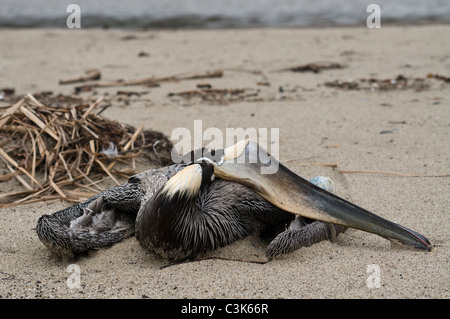 dead brown pelican pelecanus occidentalis on california s lost coast ...