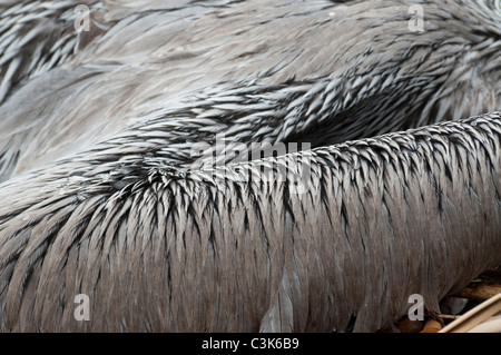 Dead California brown pelican Pelecanus occidentalis californicus at ...