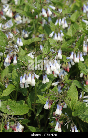 Comfrey, symphytum ibericum, 'Hidcote Blue', Norfolk, England, April ...