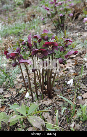 Hellebore, helleborus ranunculaceae orientalis planted in garden border ...