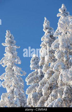 Winter background. Snow covered spruce with cones Stock Photo - Alamy