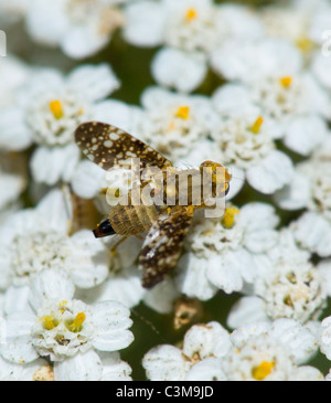 A macro of a fruit fly perched on a flower in the garden Stock Photo ...