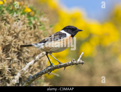 The European stonechat (Saxicola rubicola) is a small passerine bird ...