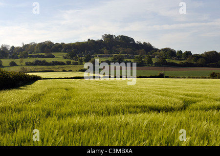 Meon Hill, Lower Quinton, Warwickshire. Shrouded by mystery, and a ...