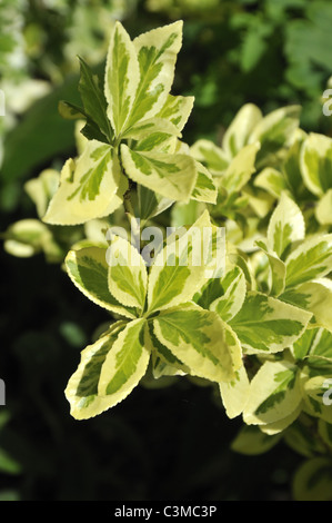 Close up Euonymus Plant (emerald 'n' gold) plant with morning frost and ...