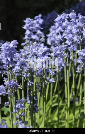 Hyacinthoides hispanica. Spanish bluebells in a garden. Invasive plant ...