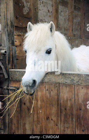 White pony eating Stock Photo - Alamy