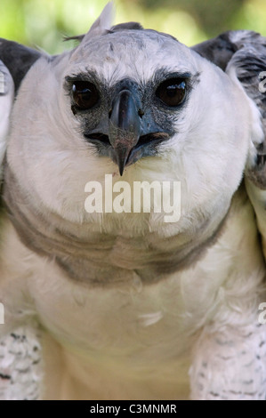 A captive Harpy Eagle (Harpia harpyja) at the Condor Park. Otavalo ...