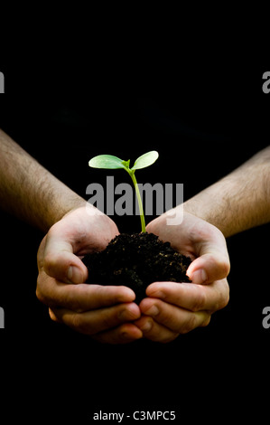 Hands hold a young cucumber seedling as it is placed into the soil in a ...