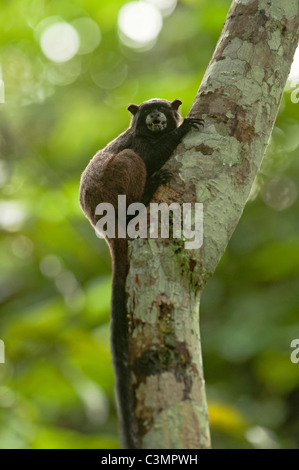 A Black-mantled Tamarin (Saguinus nigricollis) on a tree in Amazon rain ...