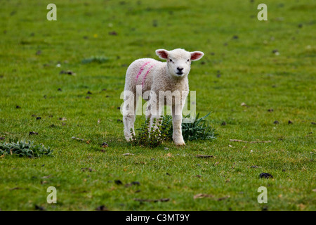 A single white Romney lamb in a field Stock Photo - Alamy
