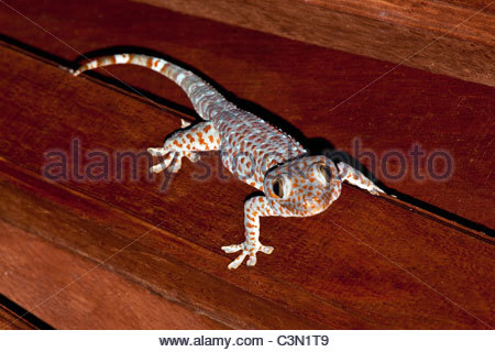 Indonesia, Bali island, Tejakula, Tokay Gecko (Gekko gecko). Male Stock ...