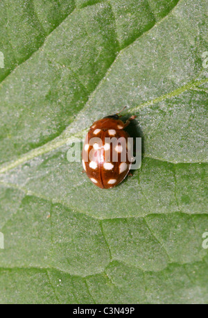 Cream spot ladybirds (Calvia quatuordecimguttata Stock Photo - Alamy