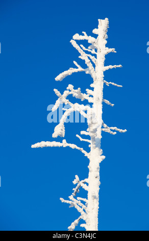 Snow covered dead tree trunk, collapsed and fallen over. Canadian Stock ...