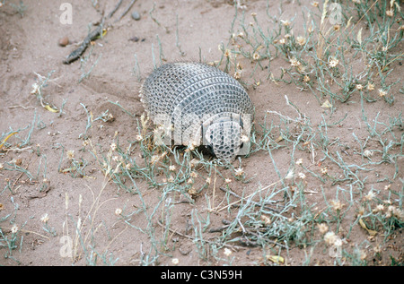 Dwarf Armadillo, Zaedyus pichiy, Patagonia, Chile Stock Photo - Alamy
