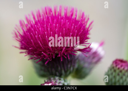 Cirsium rivulare Atropurpureum, cultivated garden flower Stock Photo ...
