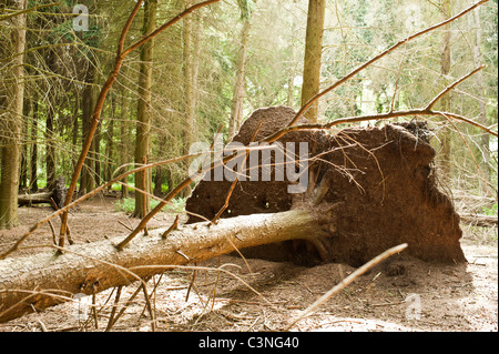 Pine tree uprooted in forest Stock Photo - Alamy