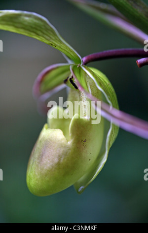 Cypripedium calceolus, Lady's Slipper Orchid,flowering European ...