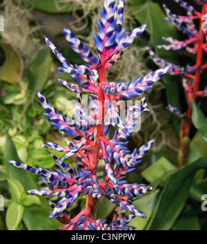 Aechmea blue rain Stock Photo - Alamy