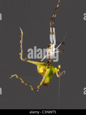 Malaysian Katydid (Ancylecha fenestrata) shedding its exo-skeleton ...