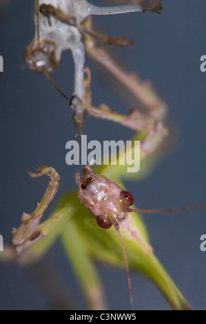 Malaysian Katydid (Ancylecha fenestrata) shedding its exo-skeleton ...