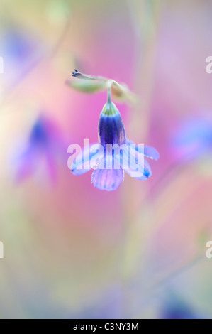 Close up of the blue purple flowering autumn bulb Crocus speciosus ...