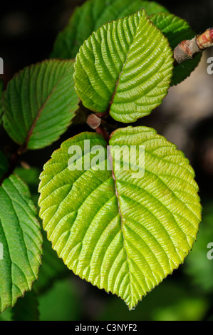 Viburnum plicatum Thunb Stock Photo - Alamy