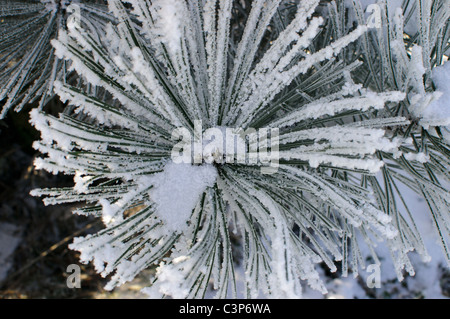 Picture showing a snow on the needles detail Stock Photo - Alamy