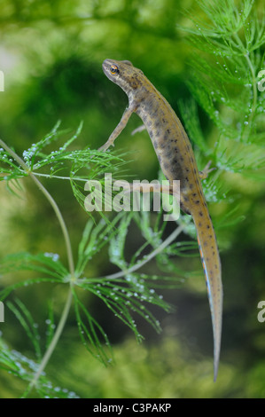 male common newt swimming under water with a background of green ...