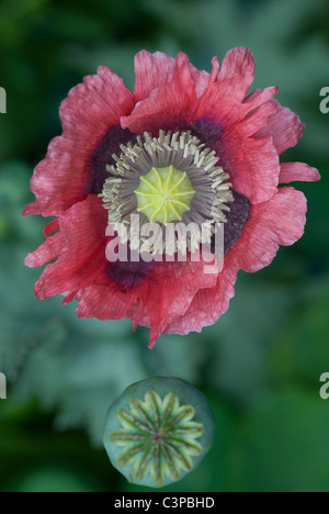 Close up of poppy flower bulb opening up. Conceptual image of new ...