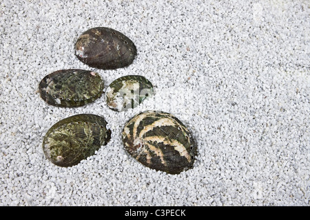 several black and grey shells in white sand Stock Photo - Alamy