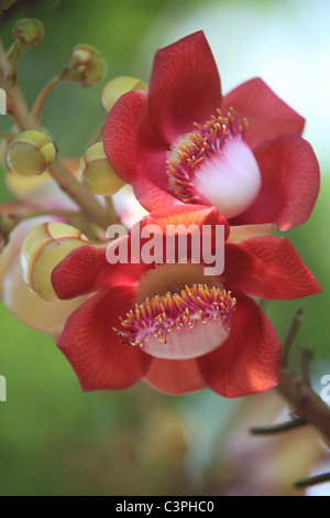 Flower of the Sal tree in Thailand, Shorea Robusta, also known as ...