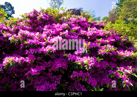 Azaleas Kurume. Ericaceae. Villa Taranto. Pallanza. Italy Stock Photo ...