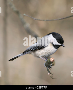 Carolina chickadee (Poecile carolinensis) looking away from its perch ...