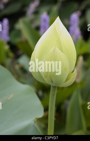 Lotus flower opening up. Gardens by the Bay brings to life vision of ...