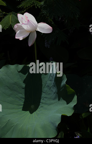 Large Lotus flower Stock Photo - Alamy