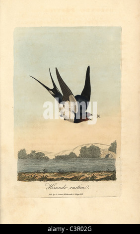 Hirundo rustica, barn swallow Stock Photo - Alamy