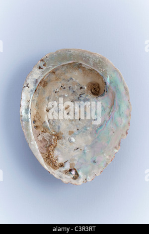 Abalone close up Stock Photo - Alamy