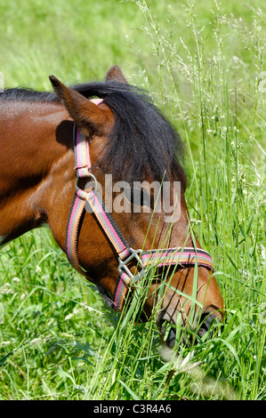 Brown pony eating green grass. Closeup Stock Photo - Alamy