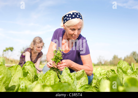 Germany, Saxony, Women working at the farm Stock Photo - Alamy