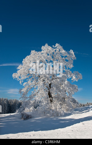 White, frosted trees in winter Stock Photo - Alamy