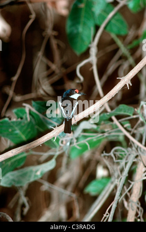 common wattle-eye or brown-throated wattle-eye Platysteira cyanea adult ...