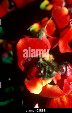 A Common Carder Bumblebee (Bombus pascuorum) on a Michaelmas daisy ...