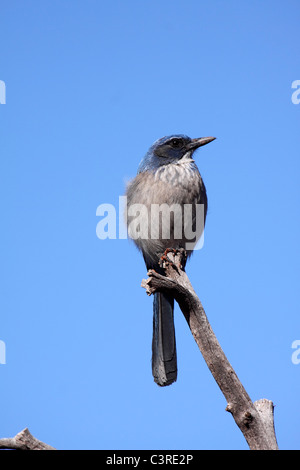 Western scrub jay in Arizona Stock Photo - Alamy