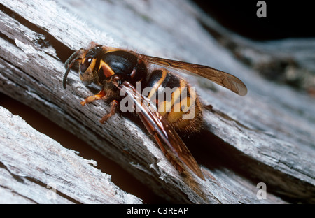Median Wasp (Dolichovespula media) queen. Powys, Wales. June Stock ...