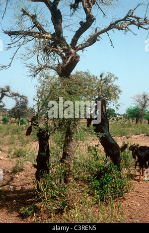 Goat (Capra) feeding on leaves, tall grass, La Palma, Canary Islands ...