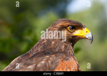 Brown Harris Hawk Predator Bird Stock Photo - Alamy