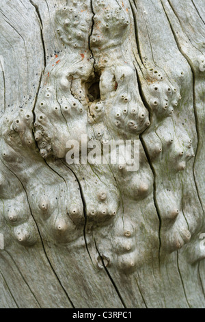 Old knobbly tree stump Stock Photo - Alamy