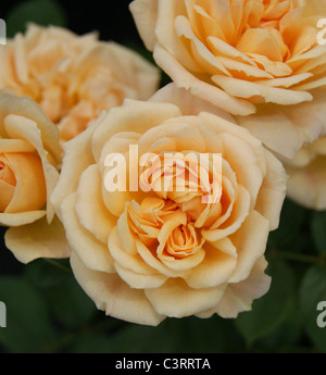 Rose Sweet Memories Stock Photo - Alamy