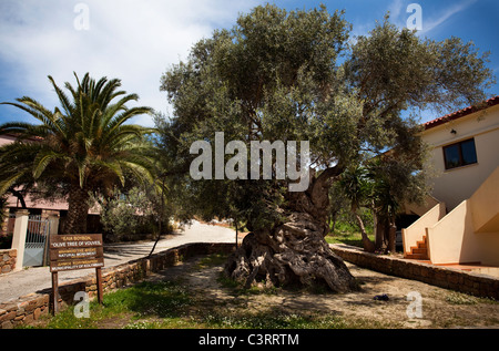 Oldest olive tree in Greece - Vouves Tree in Crete island. One of ...